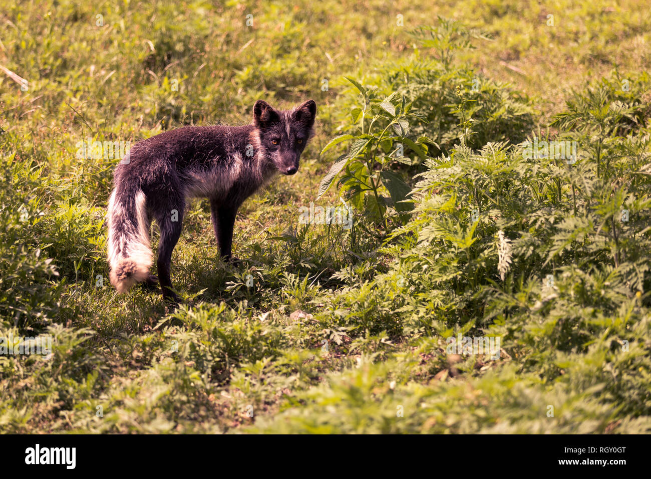 Provides effective camouflage hi-res stock photography and images - Alamy