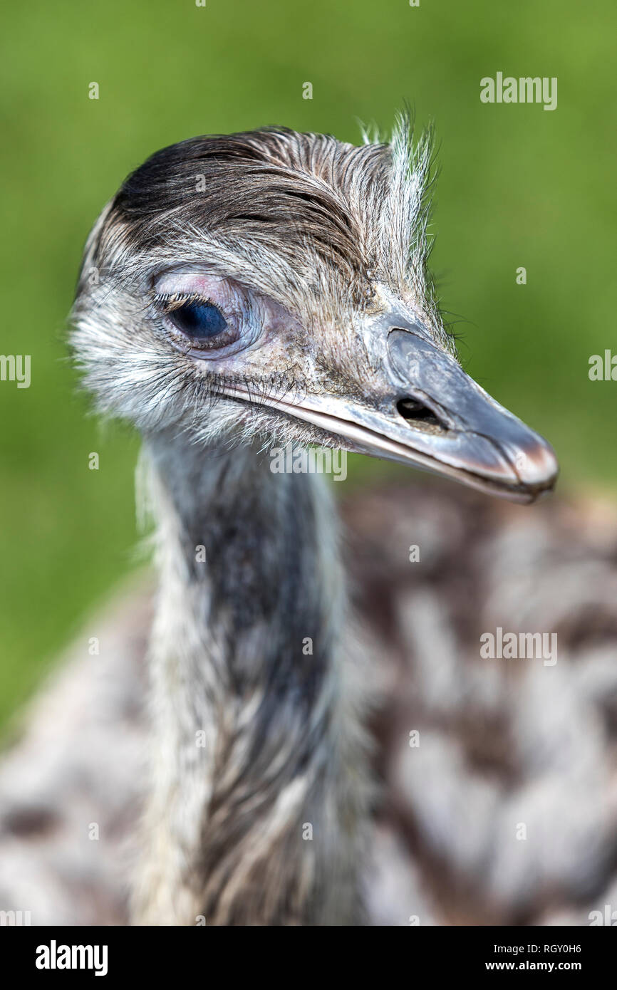 Close-up portrait of a Rhea Bird looking aside, on a green background ...