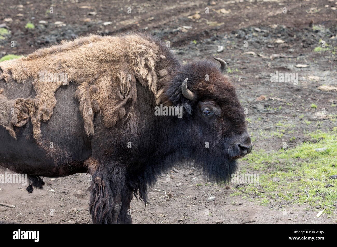 Bison (Buffalo), is a huge animal with a shoulder hump, huge head and ...