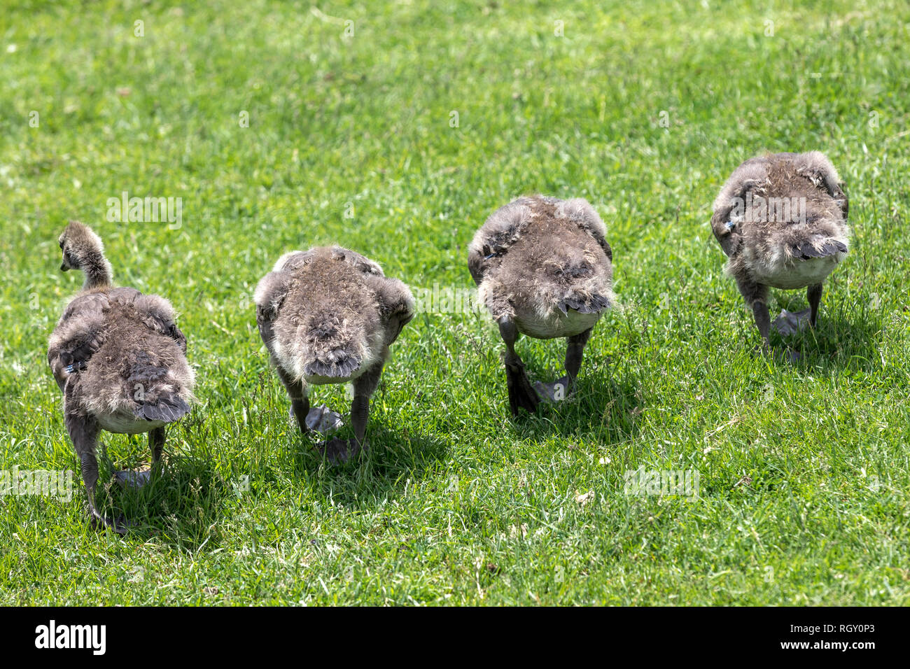 Devouring hi-res stock photography and images - Alamy