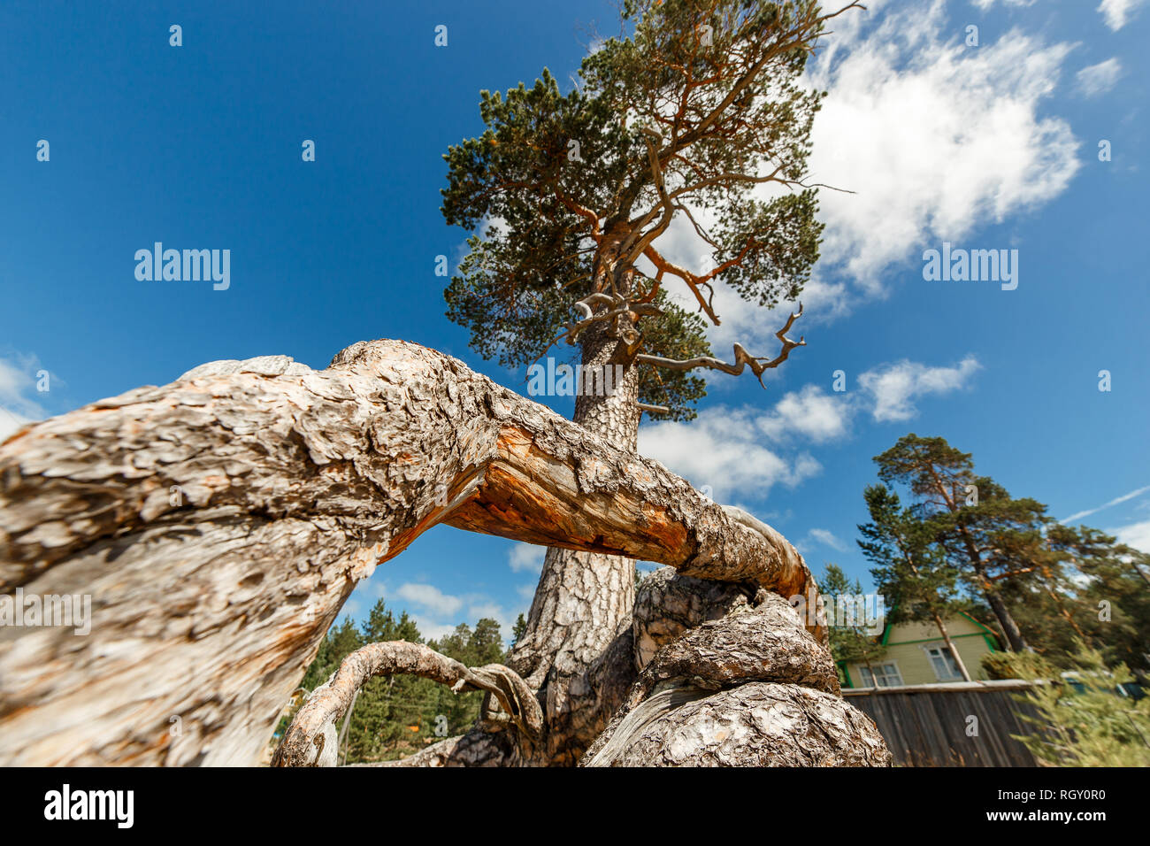 Beautiful old pine tree with large root system on the sandy coast Stock ...