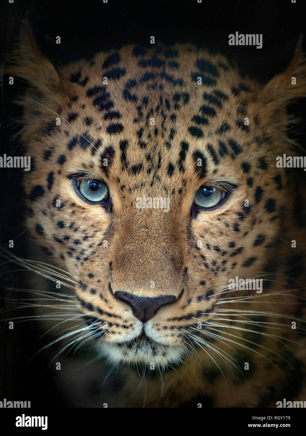 Amur leopard Panthera pardus orientalis CAPTIVE Stock Photo - Alamy