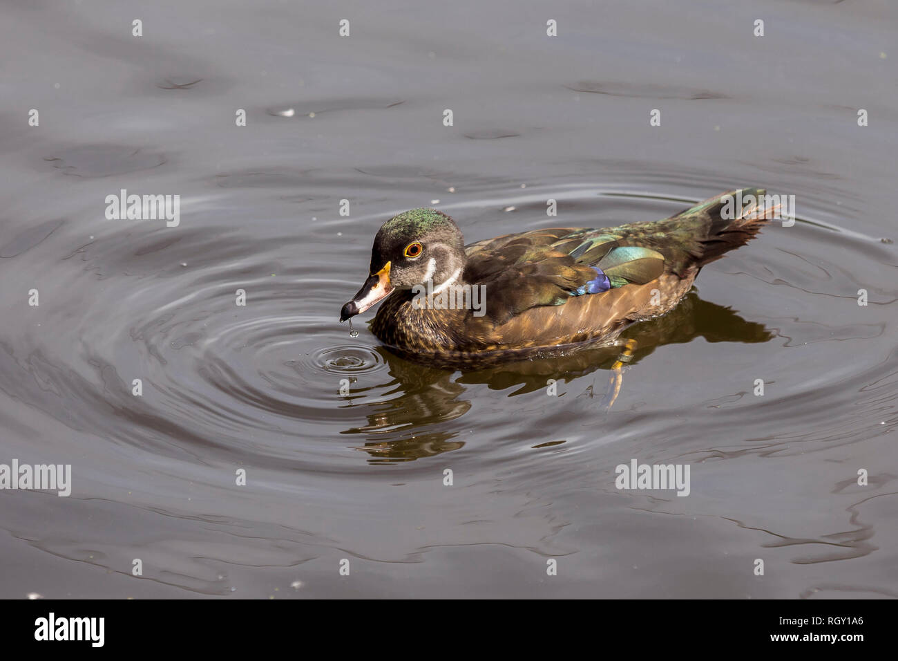 Beautiful canadian duck floating on water Stock Photo - Alamy