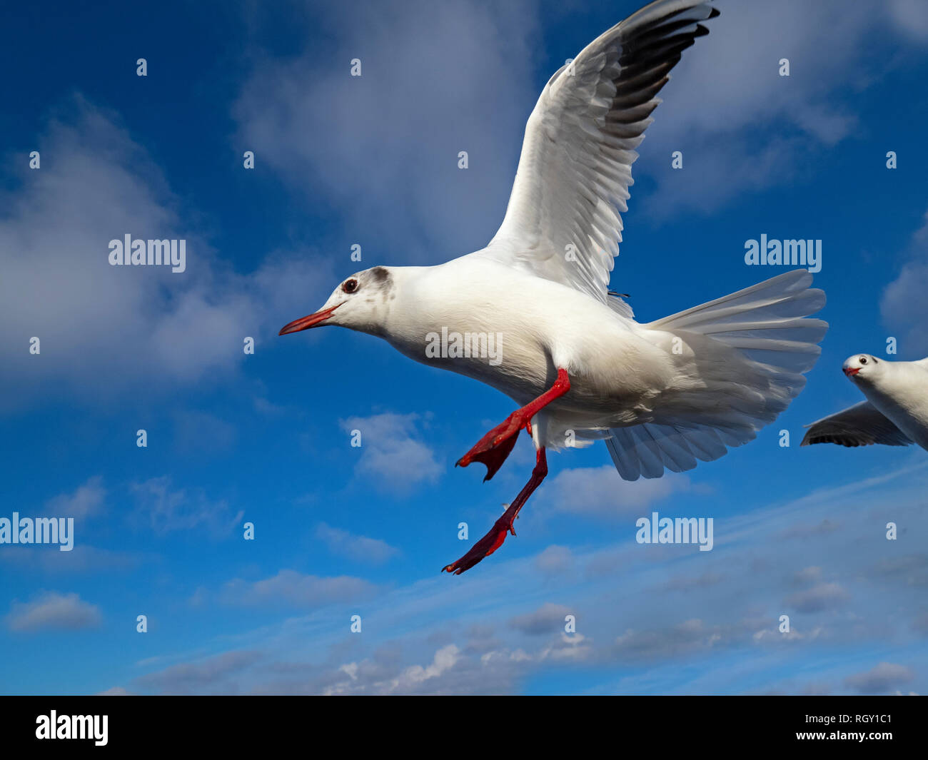 Black headed Gulls Larus ridibundus in flight photographed with a wide ...