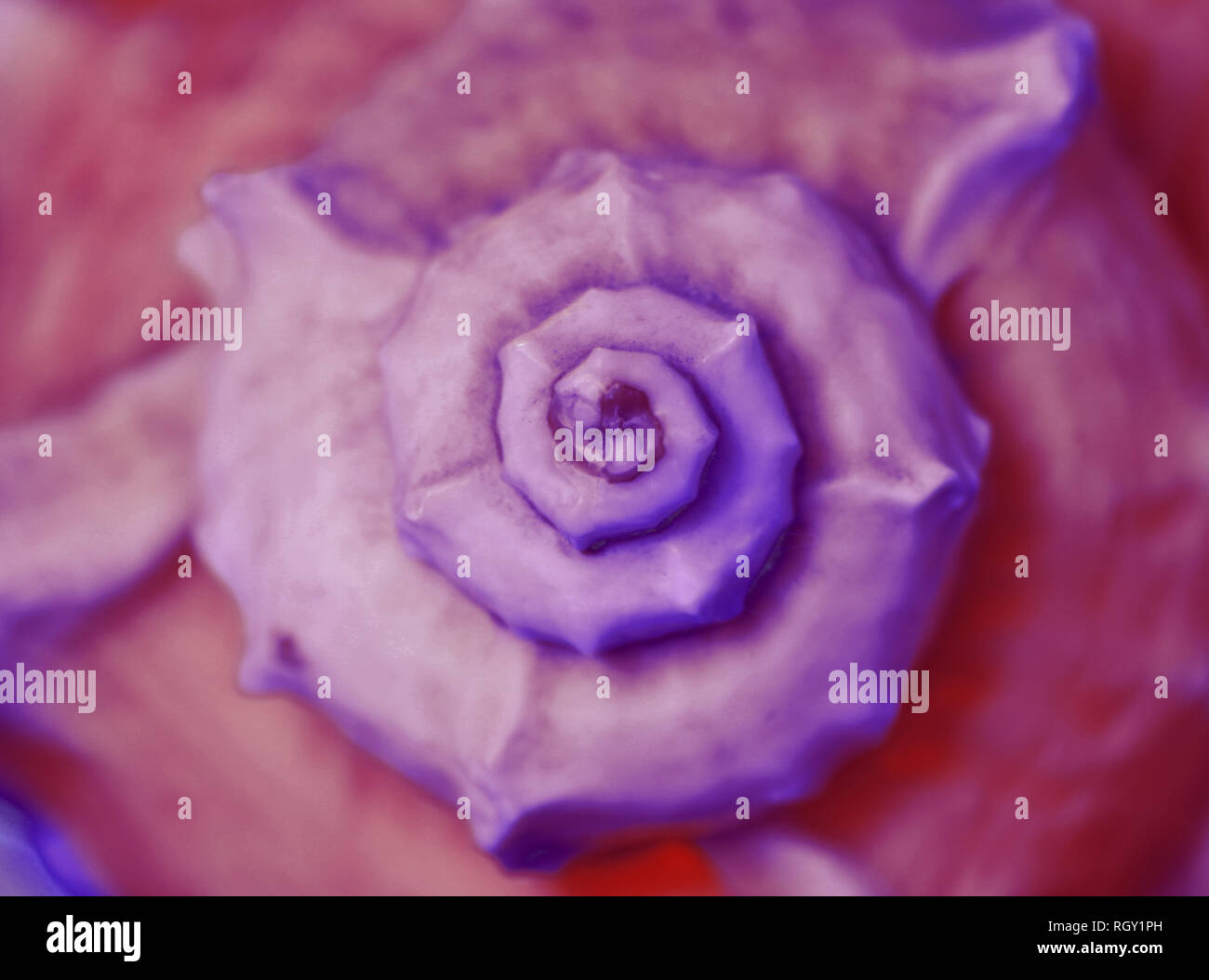 Pink conch hi-res stock photography and images - Alamy