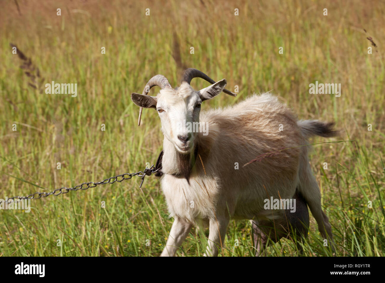 Chained goat hi-res stock photography and images - Alamy
