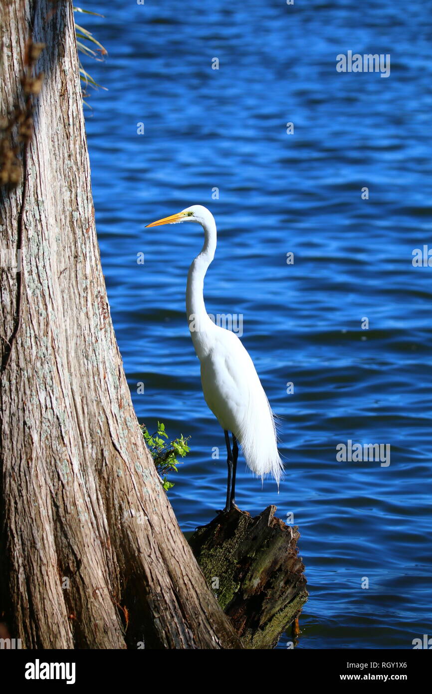 Great egret on cypress tree Stock Photo - Alamy