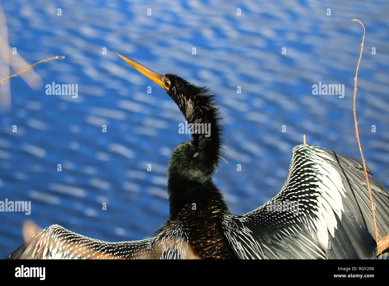 anhinga drying his wings Stock Photo - Alamy