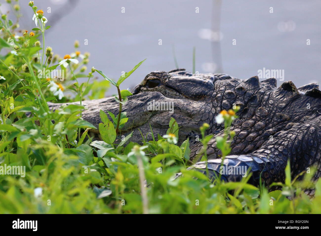 Alligator laying in flowers Stock Photo - Alamy