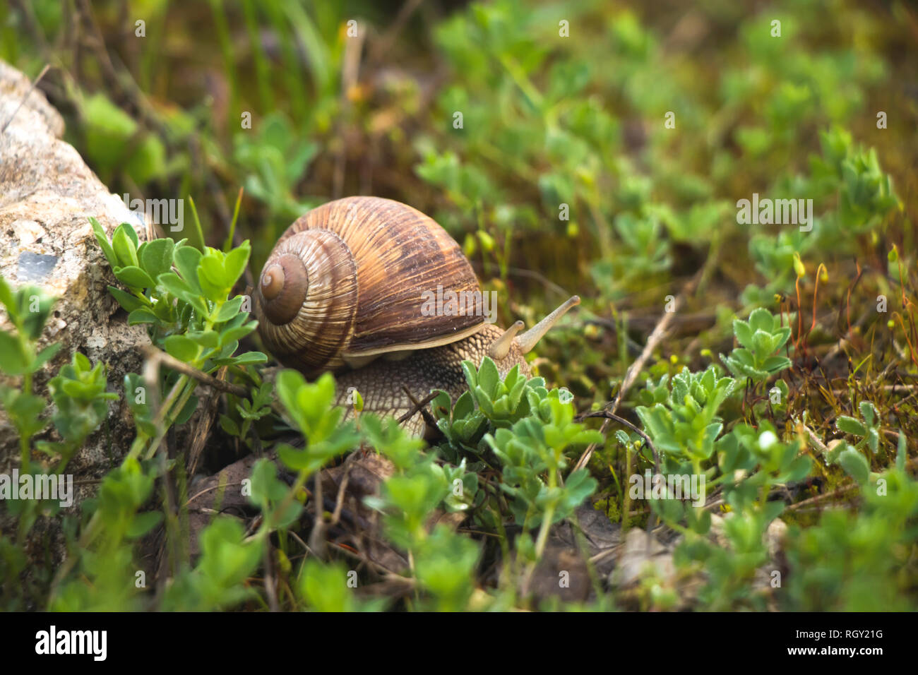 Speedy Snail High Resolution Stock Photography and Images - Alamy