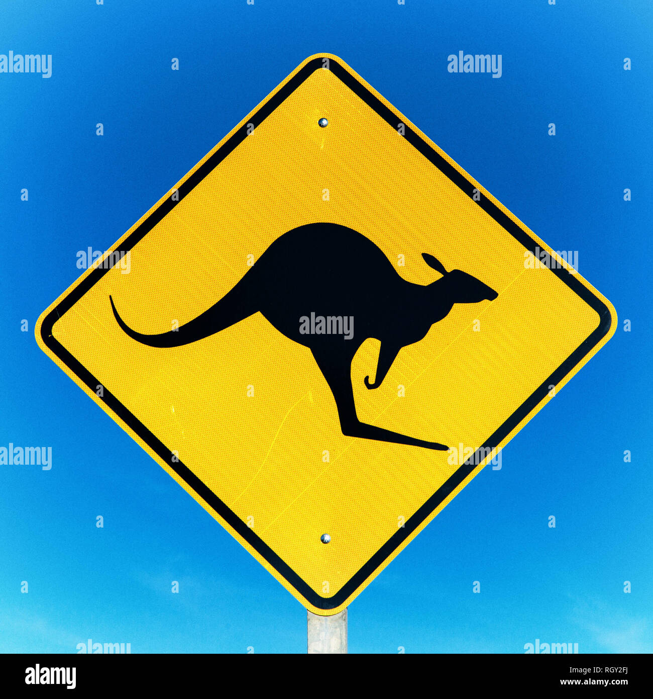 Australia northern territory outback kangaroo hi-res stock photography ...