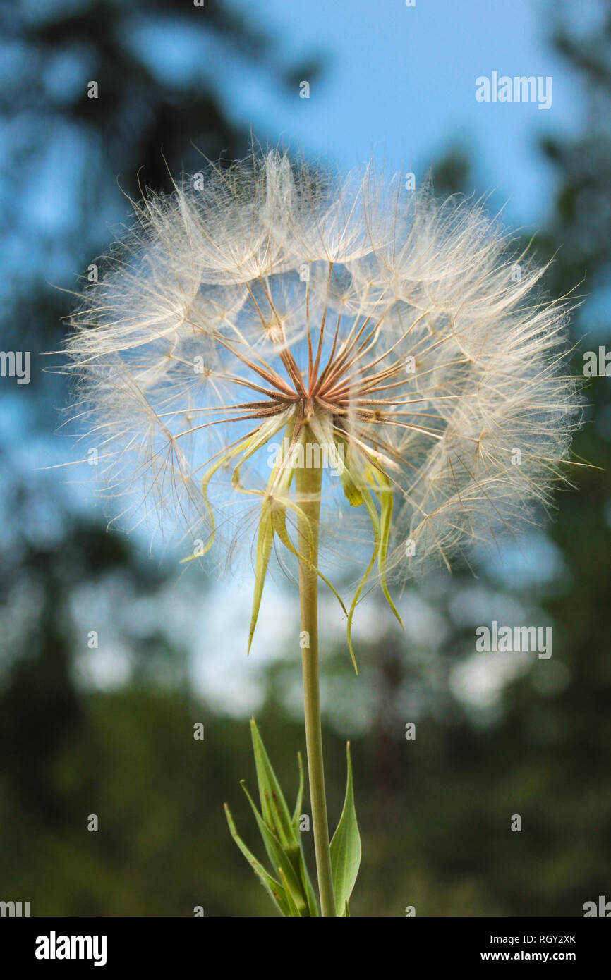 Western goats beard hi-res stock photography and images - Alamy