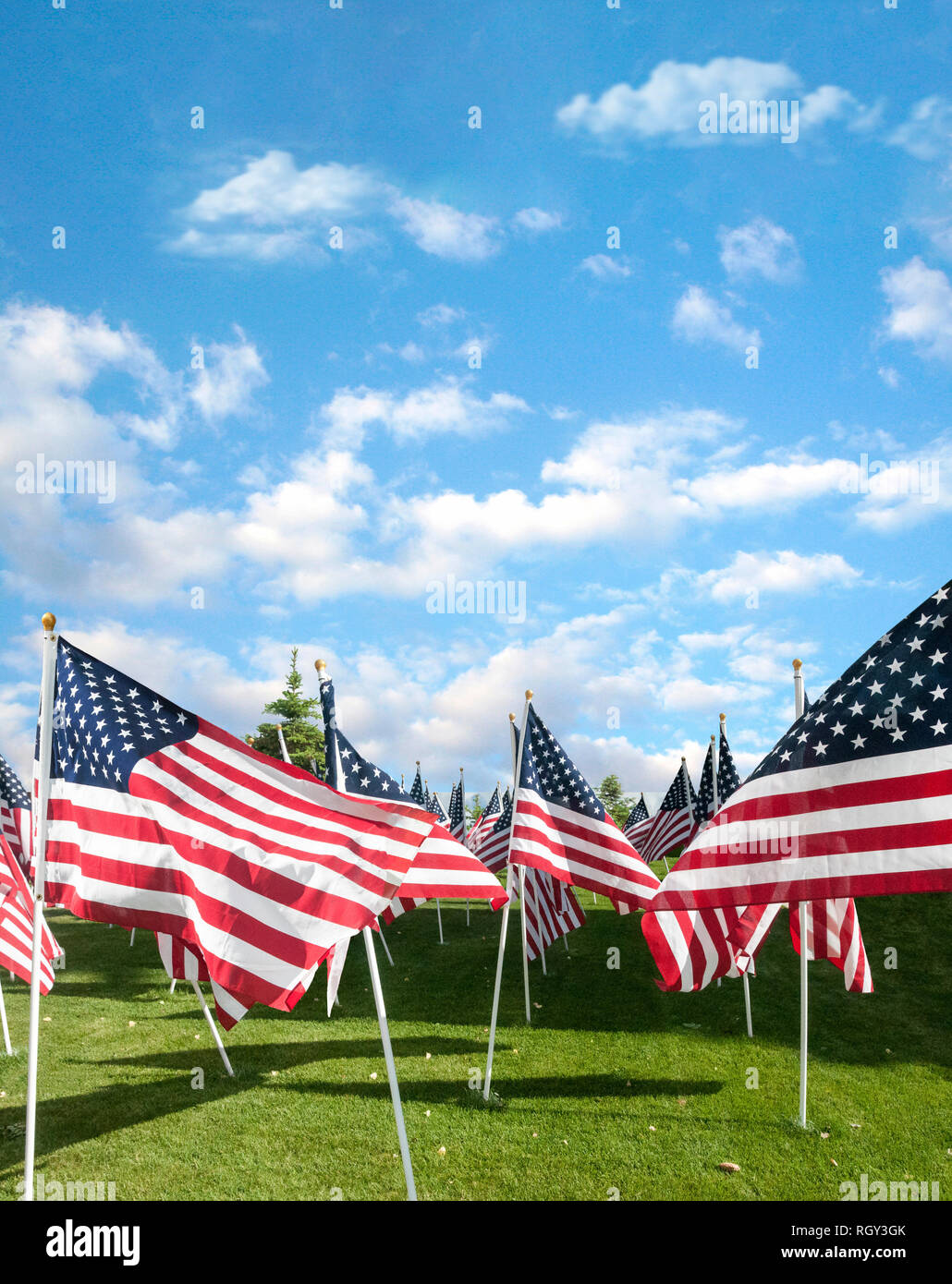 Group of American flags outdoors Stock Photo - Alamy
