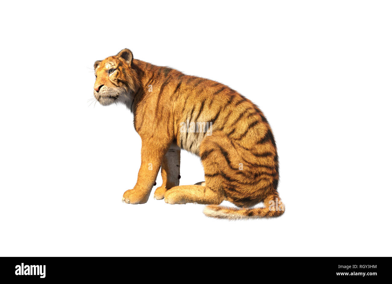 Tiger seated looking left isolated on white background,3d rendering ...