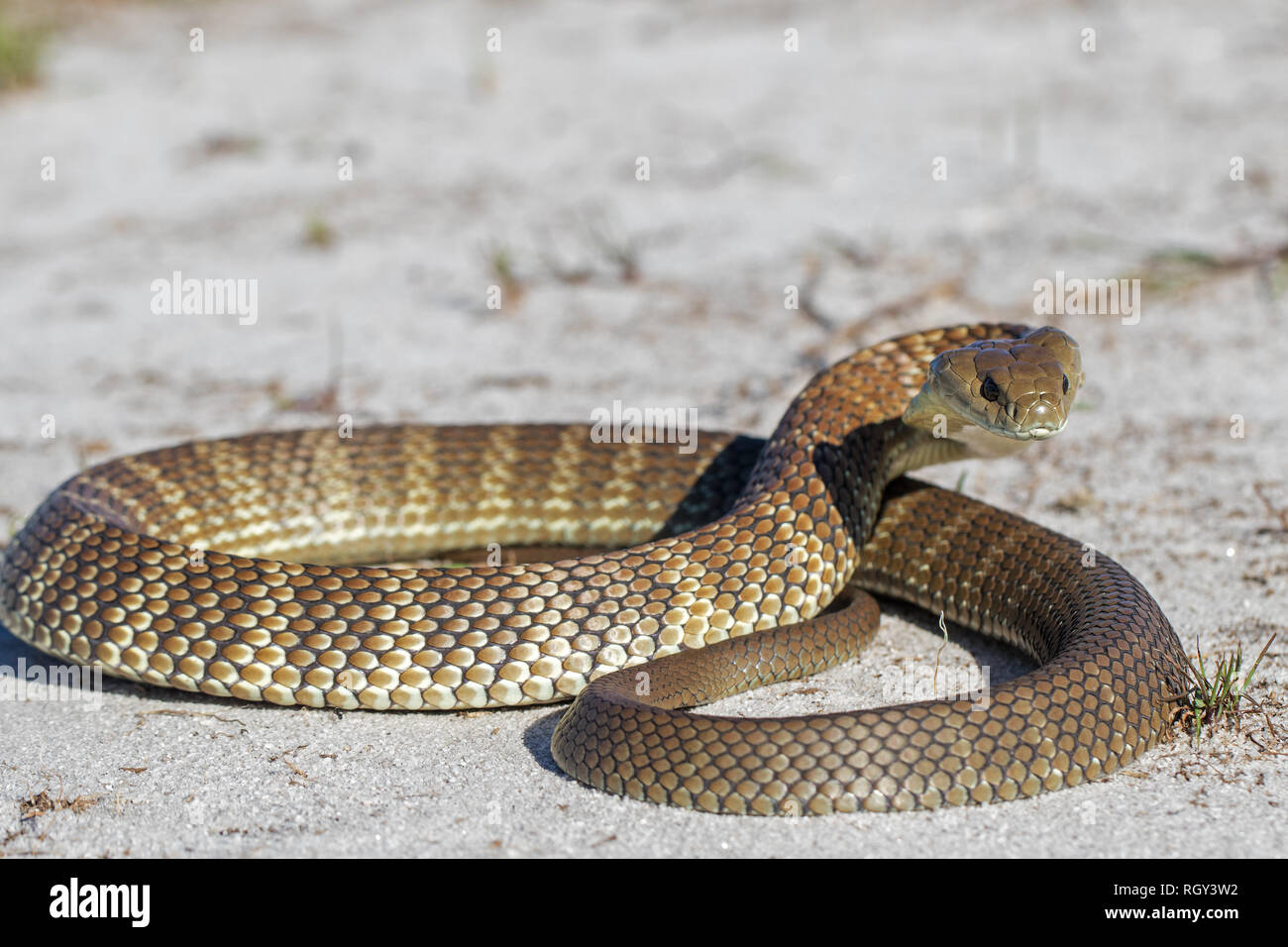 Eastern Tiger Snake Stock Photo - Alamy