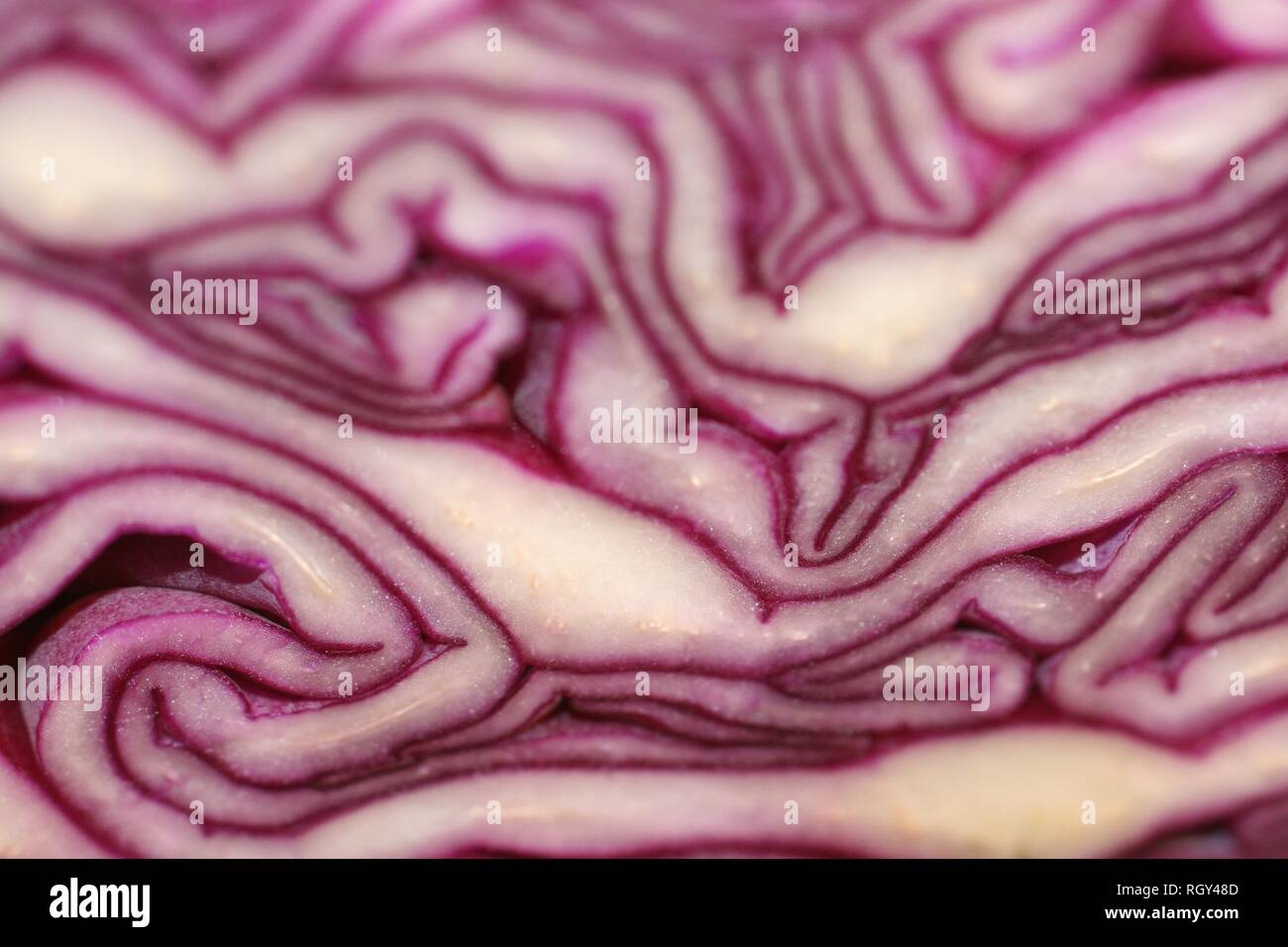 Red cabbage indicator hi-res stock photography and images - Alamy
