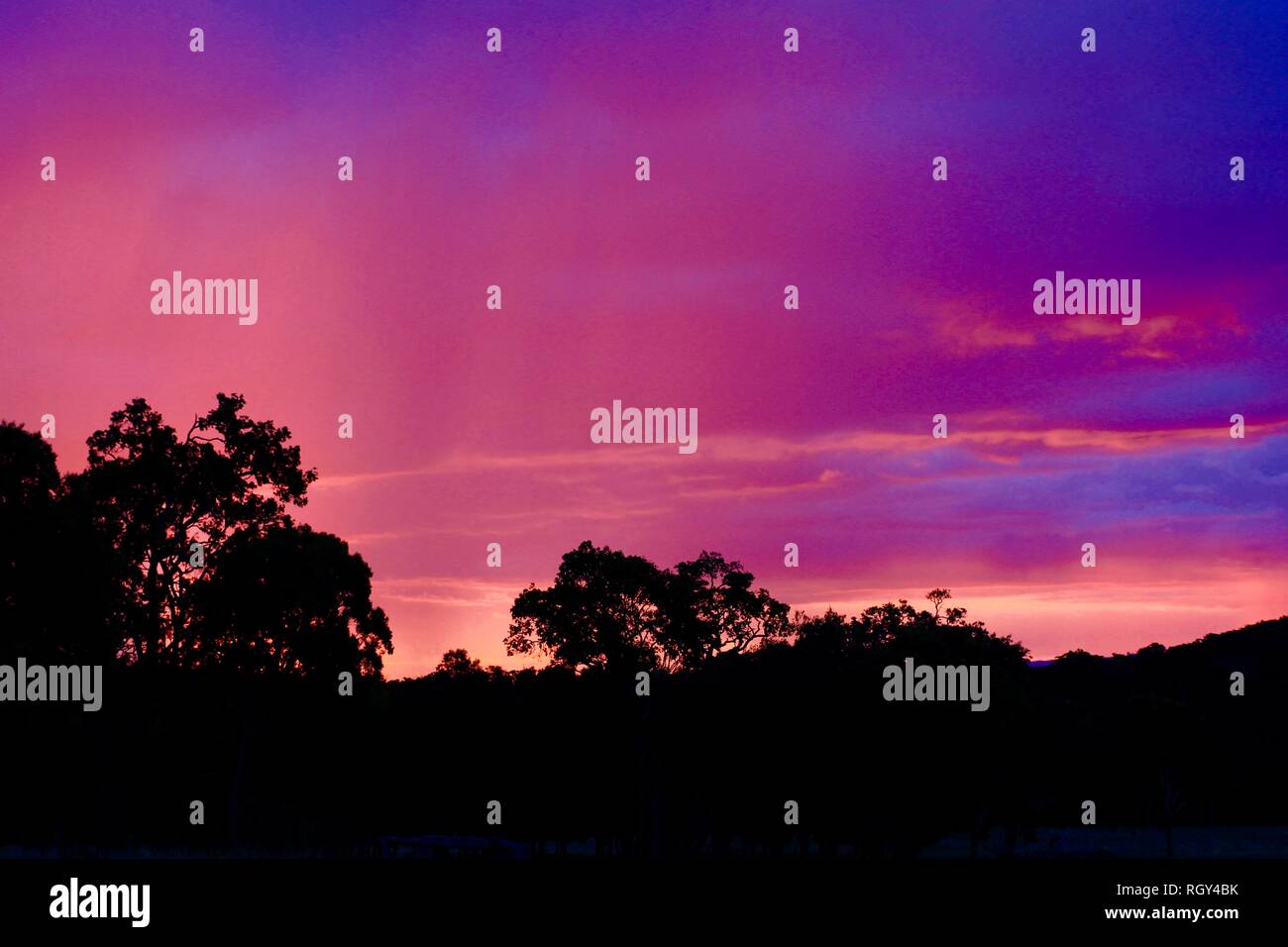Magenta tree hi-res stock photography and images - Alamy