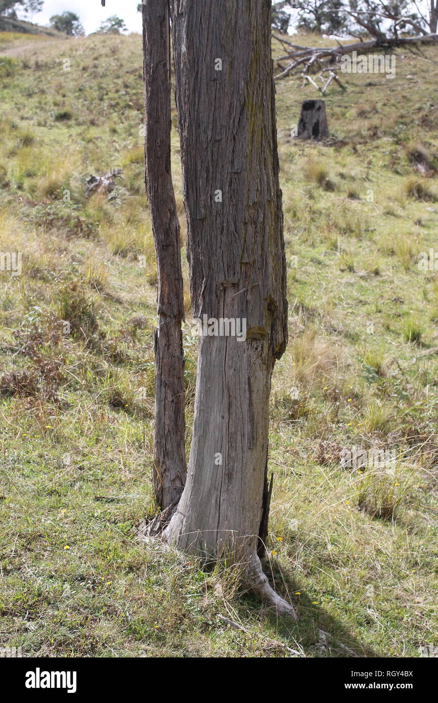 Rim barked tree Stock Photo - Alamy