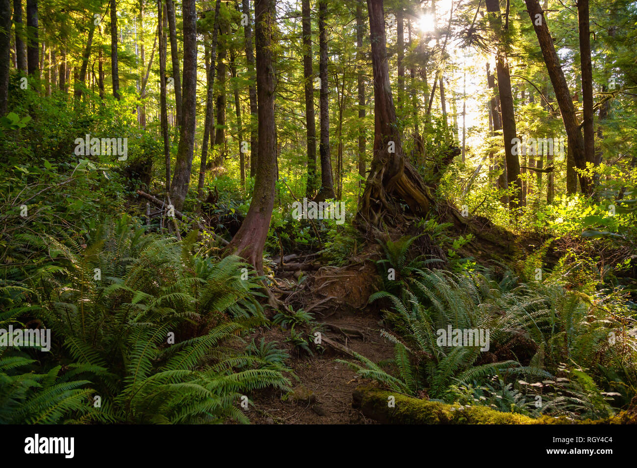 Beautiful path in a forest during a vibrant summer day. Taken in Raft ...