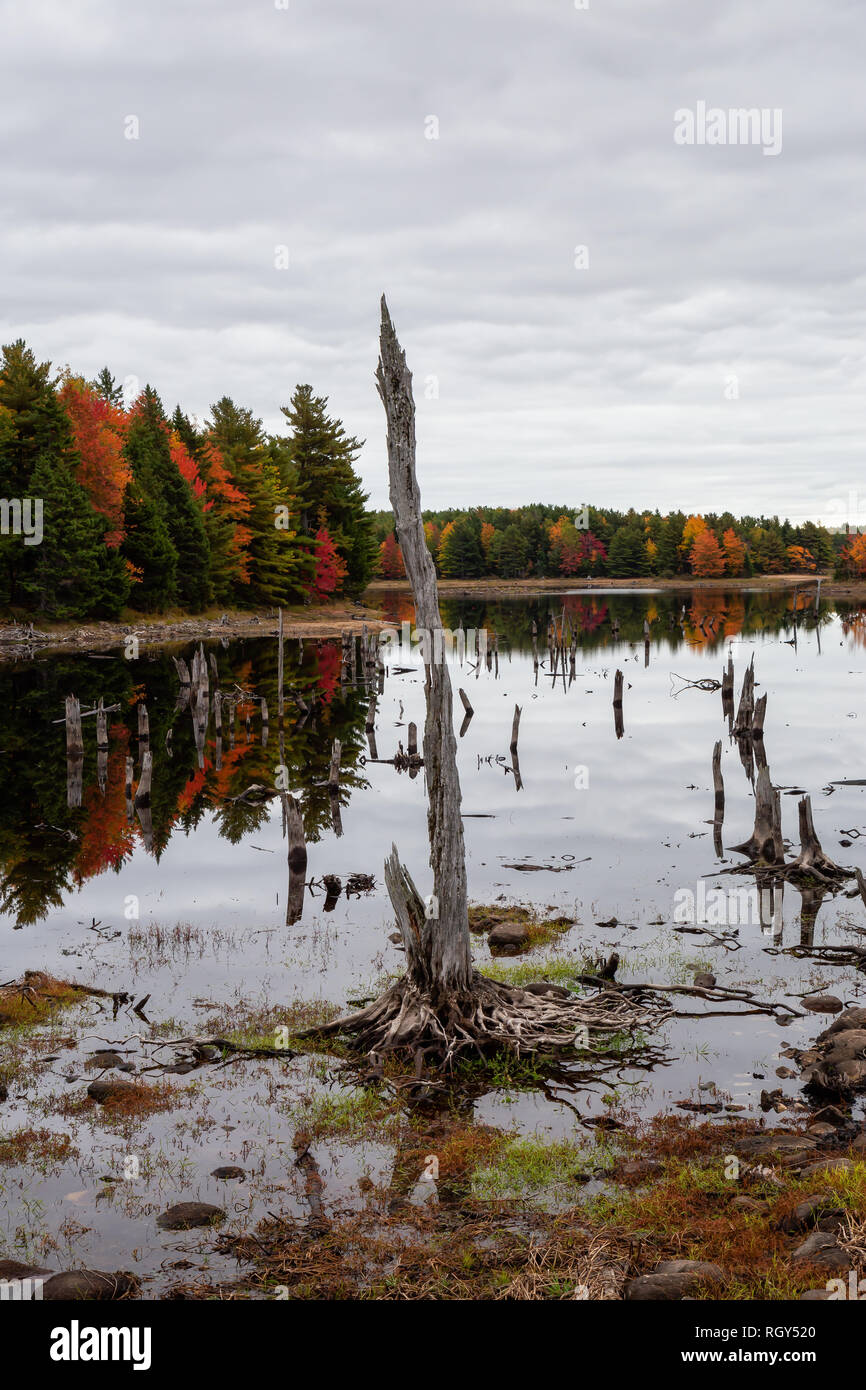Beautiful Canadian Landscape view by the lake during Fall Season. Taken ...