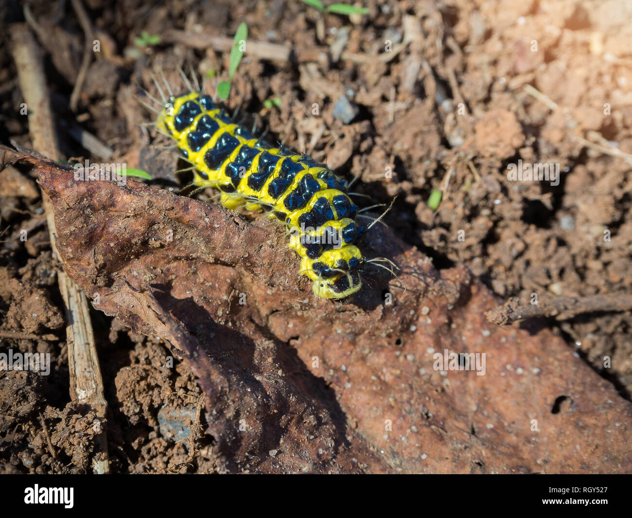 Caterpillar on wood ground hi-res stock photography and images - Alamy