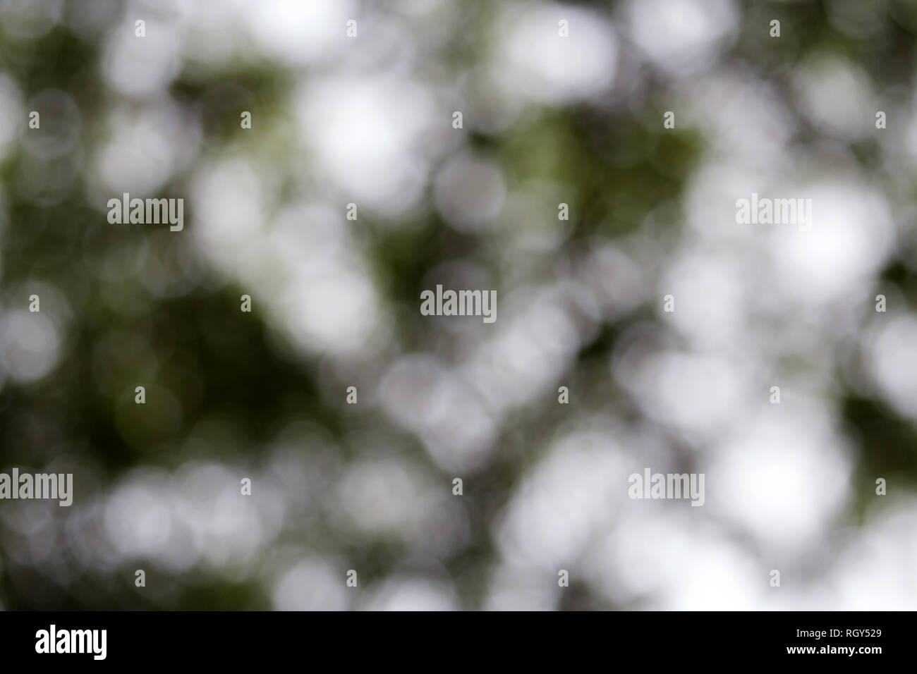 Green bokeh on nature. Blurred tree and bokeh tree. Blurred nature ...