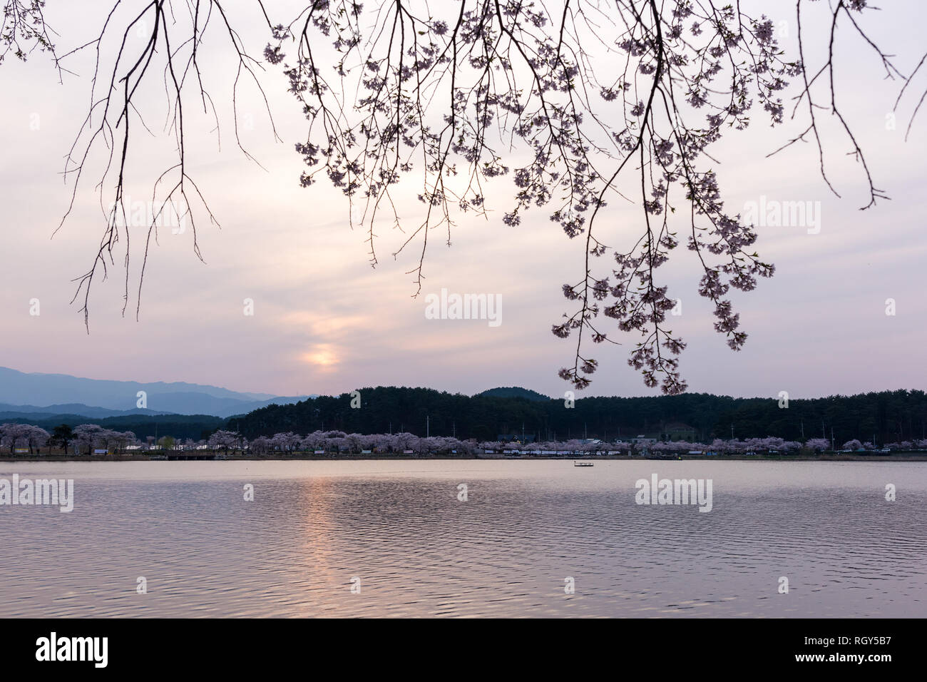 South korea flower hi-res stock photography and images - Alamy
