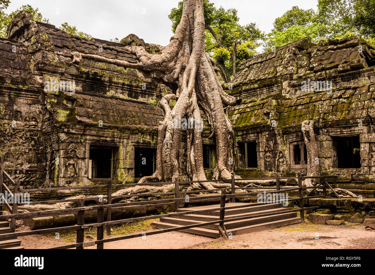 Giant tree in Ta Prohm temple - Cambodia Stock Photo - Alamy