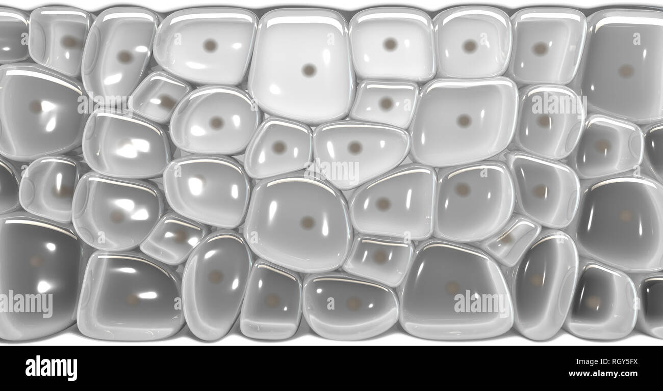 Skin cross section anatomy hi-res stock photography and images - Alamy