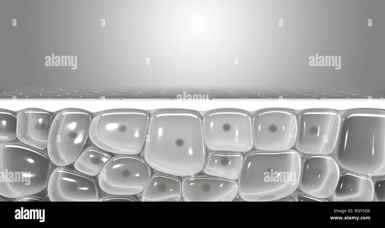 Epidermis diagram hi-res stock photography and images - Alamy