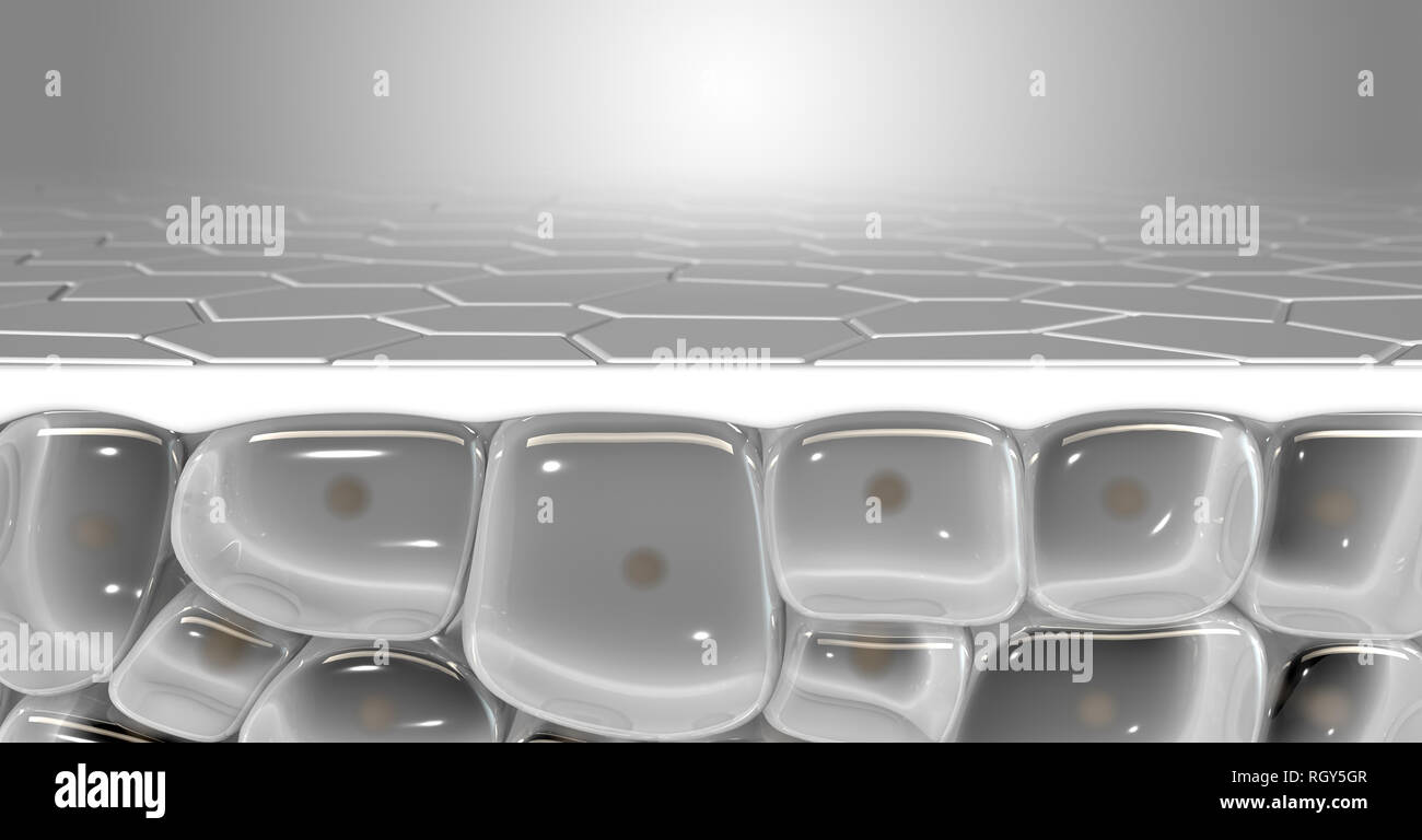 Skin cross section anatomy hi-res stock photography and images - Alamy