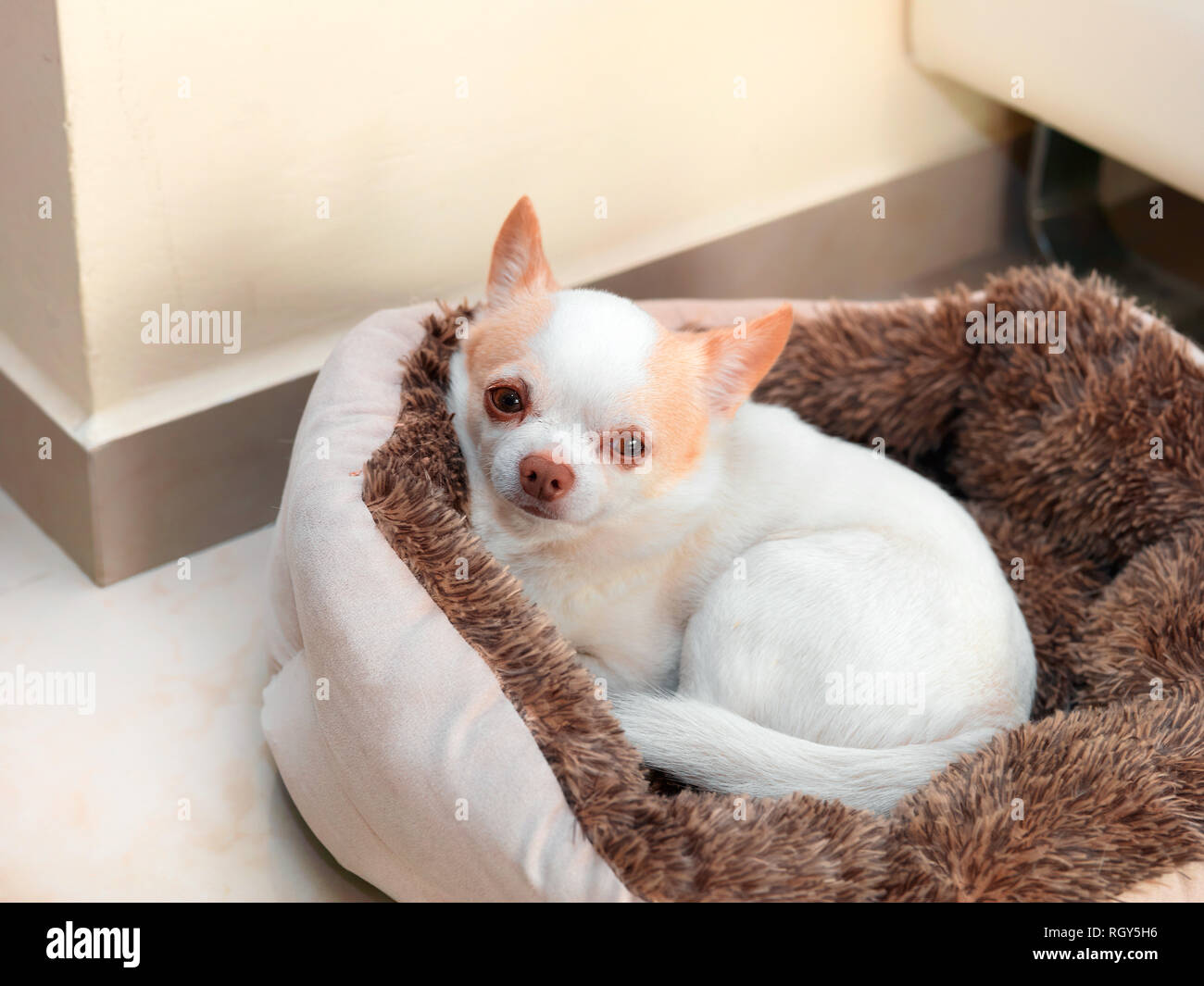 A small dog relaxing in dog bed, indoor close-up Stock Photo - Alamy