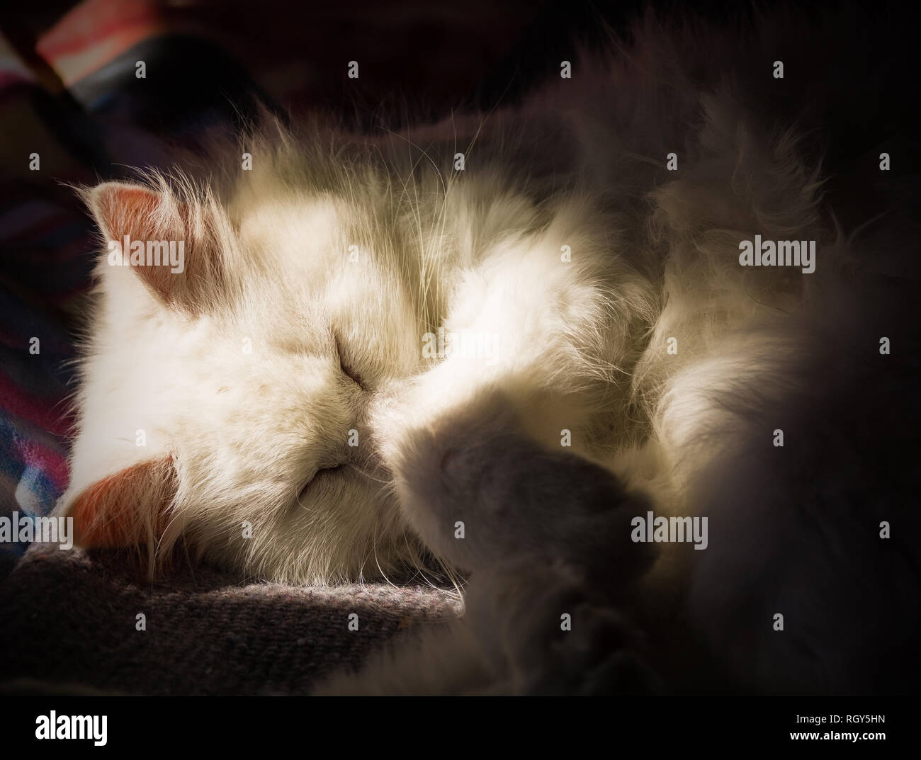 White kittens sleeping hi-res stock photography and images - Alamy