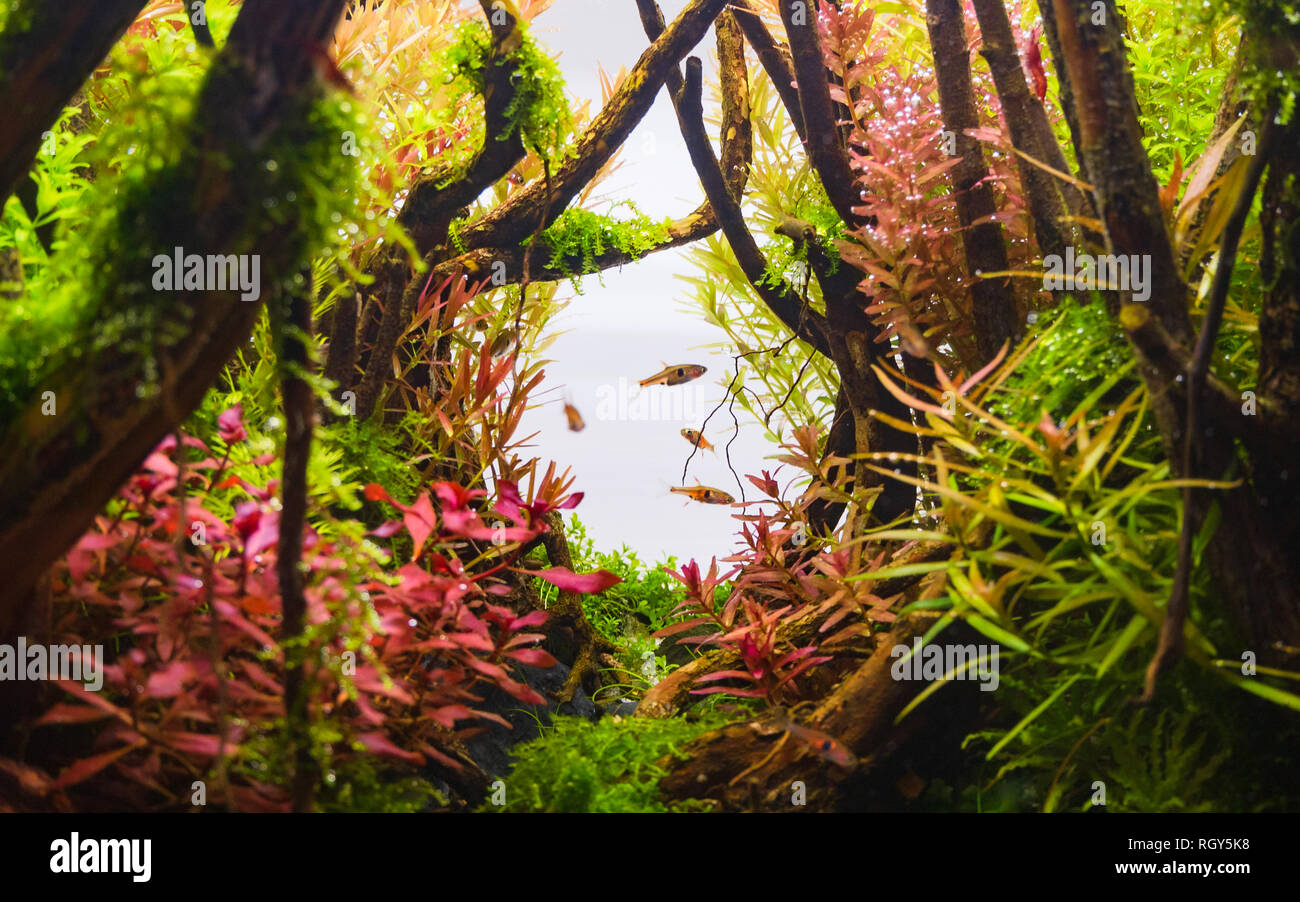 Live green tropical plant background hi-res stock photography and ...