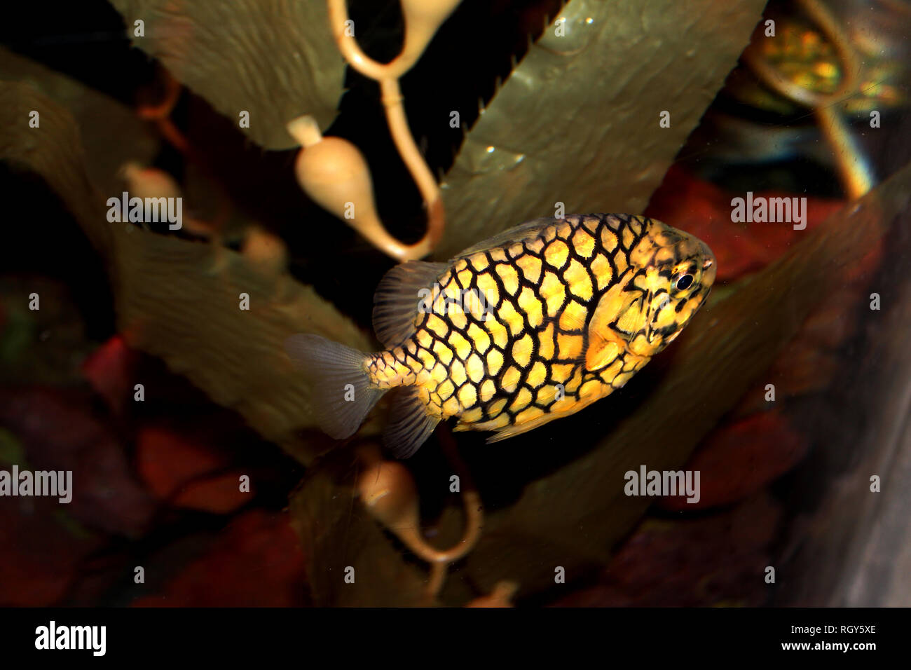 beautiful fish in an aquarium Stock Photo - Alamy