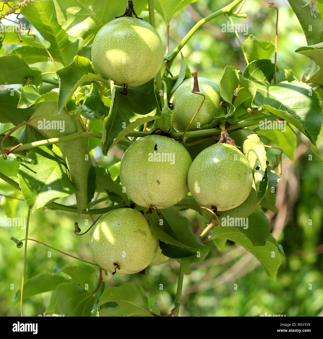 passion fruit green Stock Photo - Alamy
