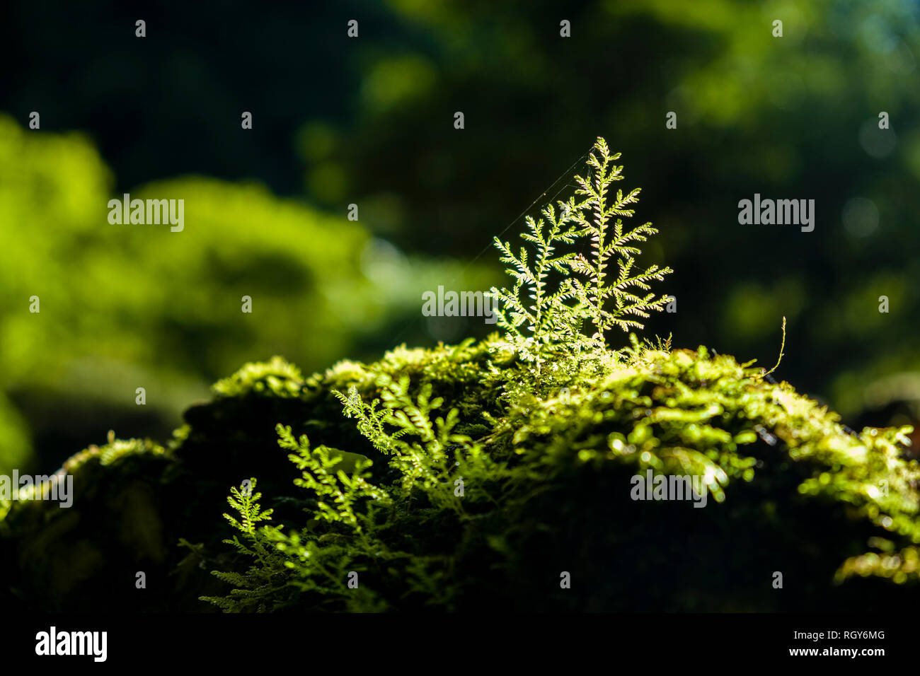 Detail of a small tree, growing out of moss Stock Photo - Alamy