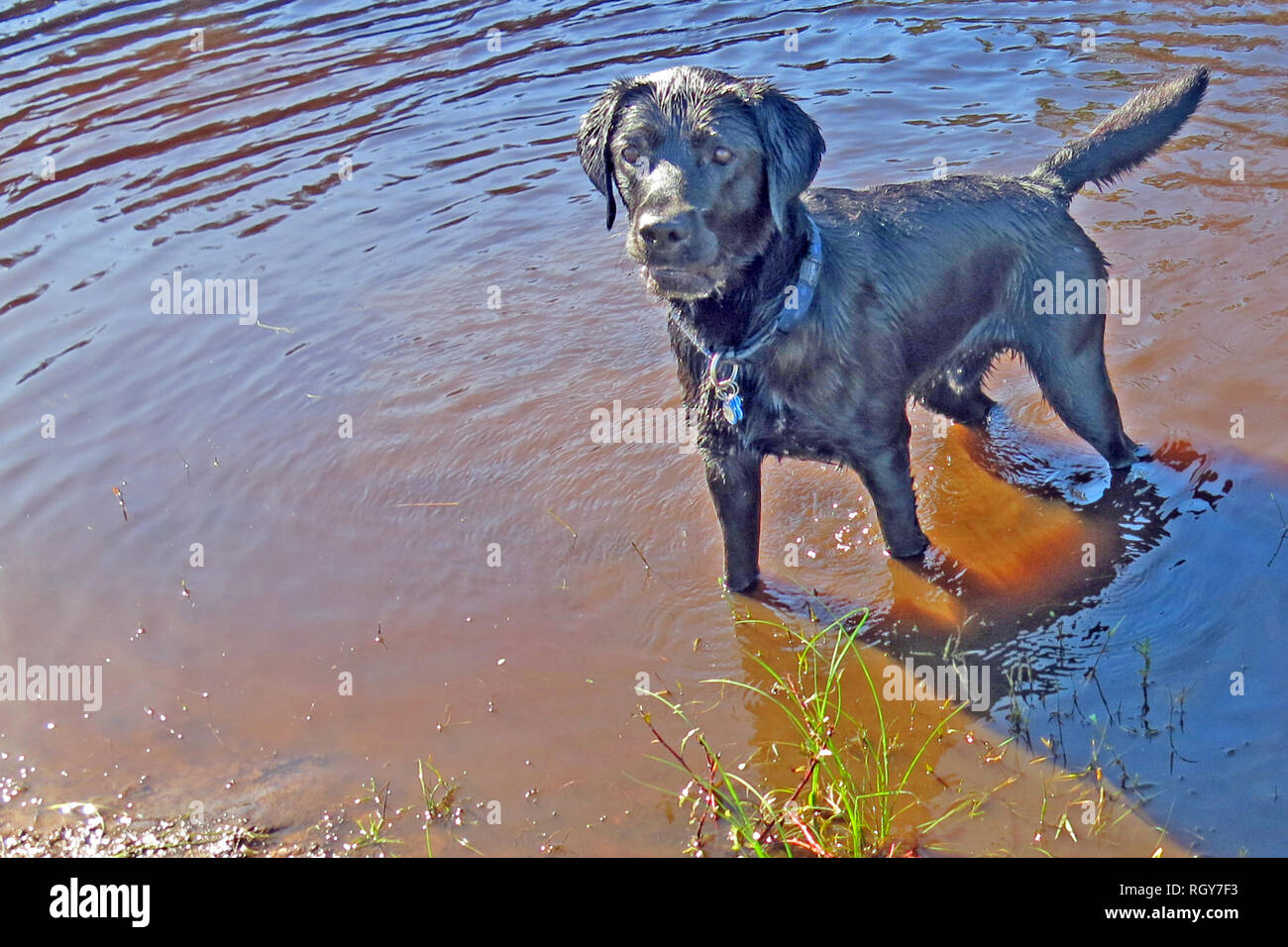 Black Labrador Retriever standing in water Stock Photo - Alamy