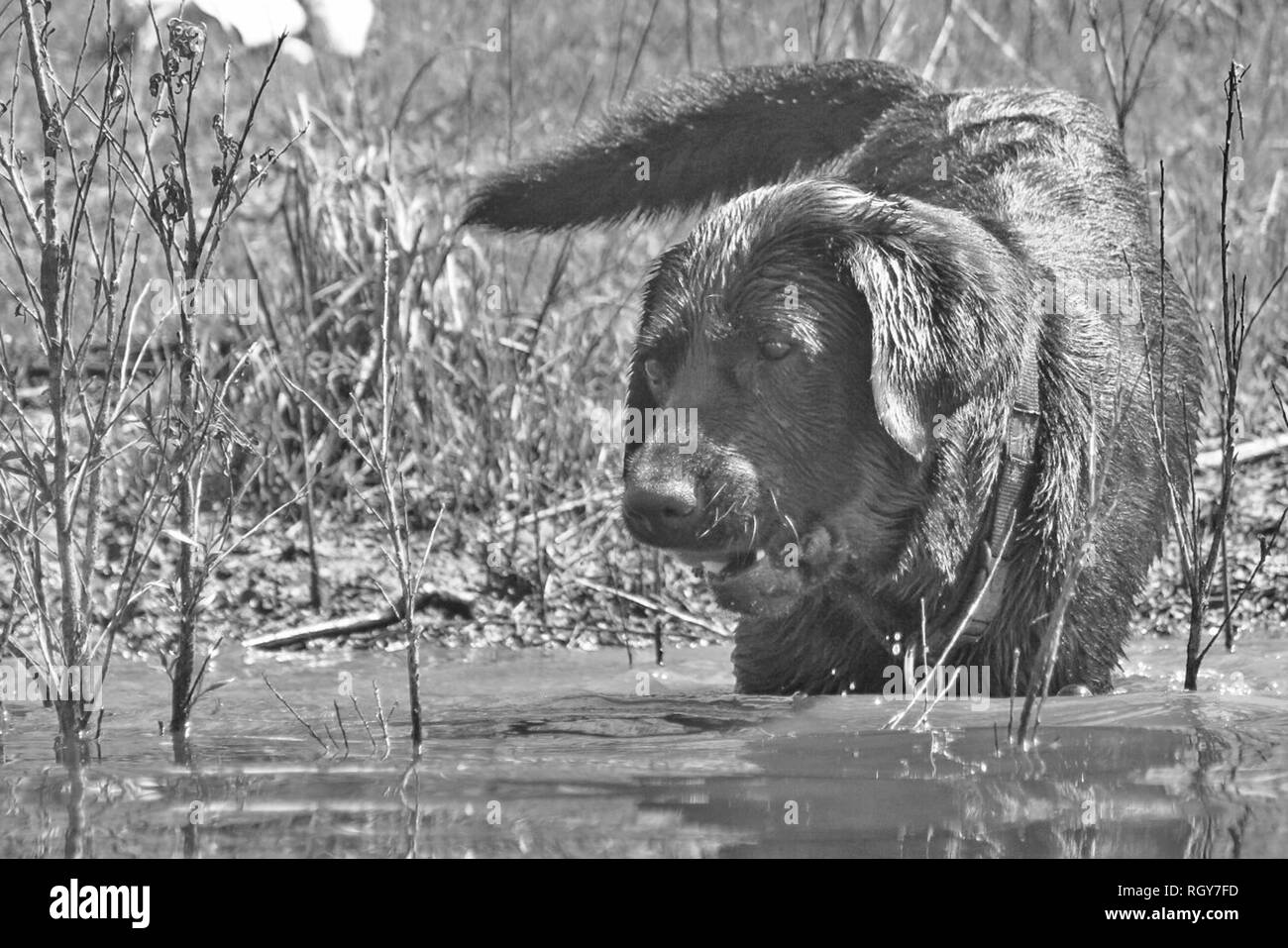 Pets in water Black and White Stock Photos & Images - Alamy