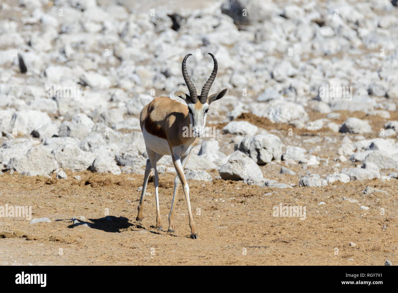 Wild springbok antelopes in the African savanna Stock Photo - Alamy