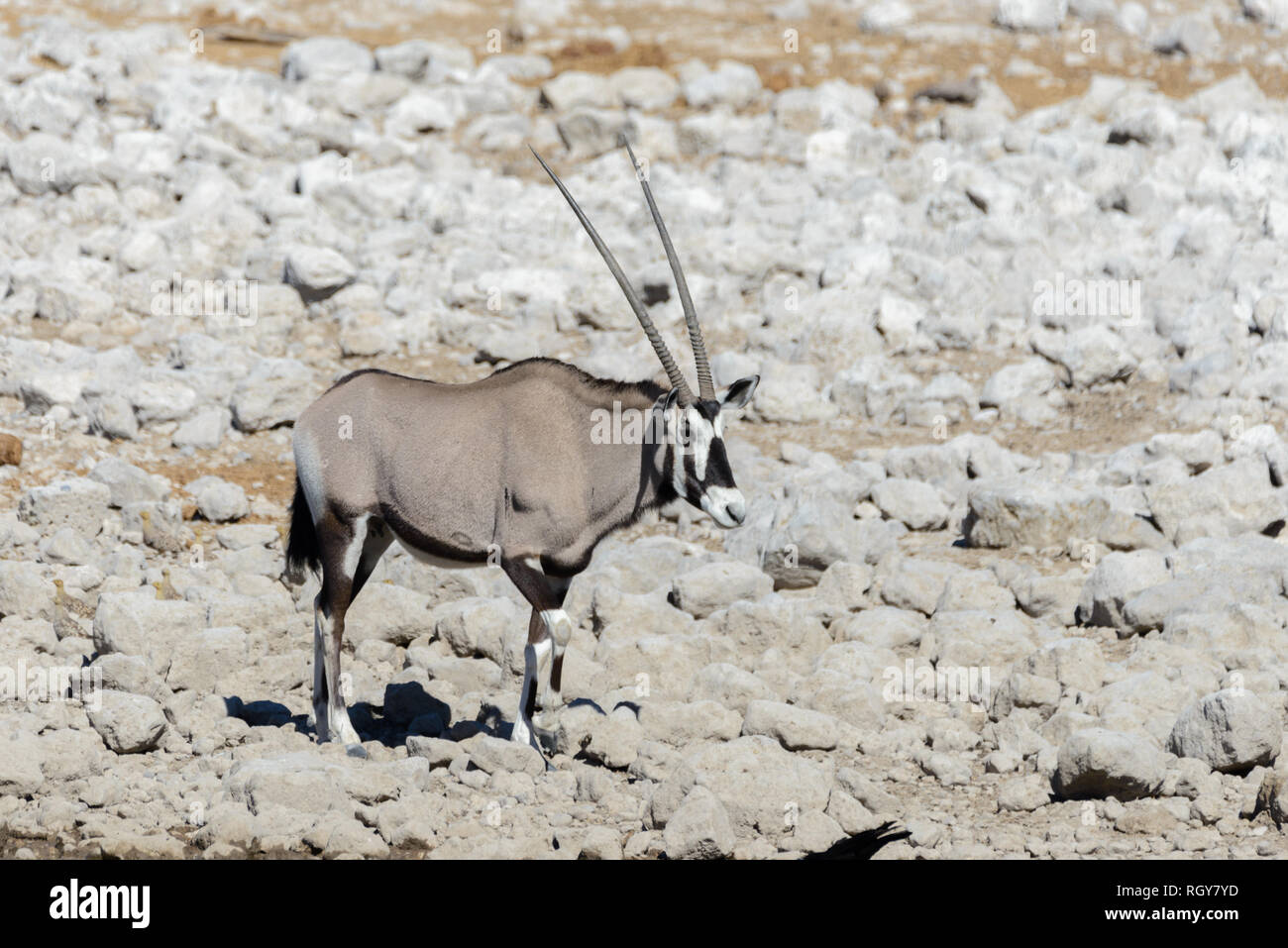 Wild oryx antelope in the African savannah Stock Photo - Alamy
