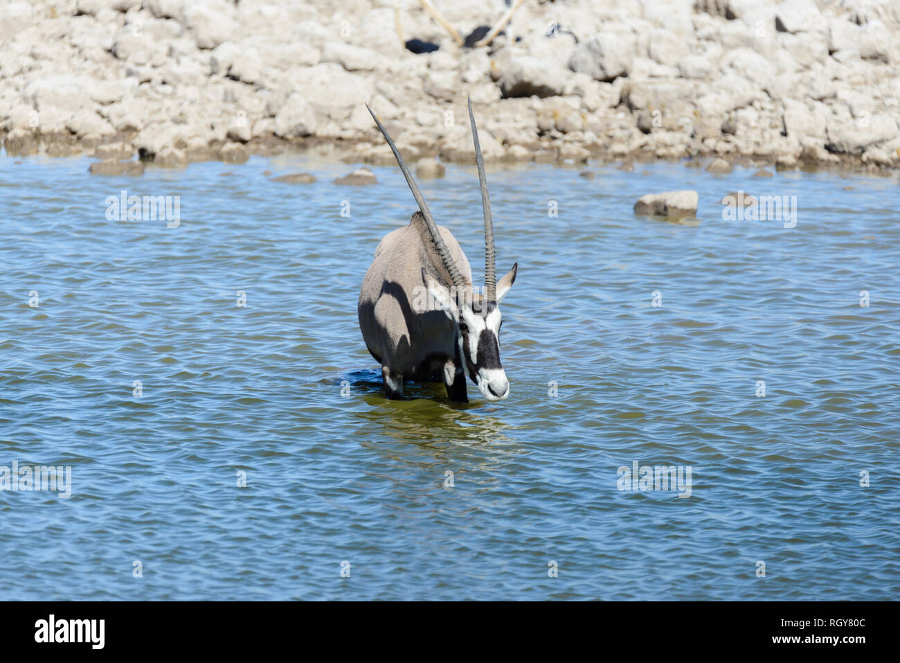 Wild oryx antelope in the African savannah Stock Photo - Alamy