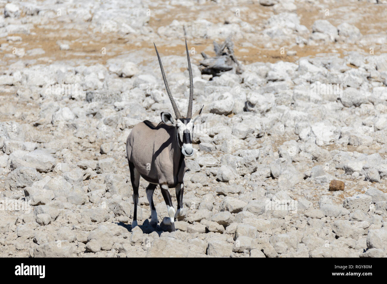 Wild oryx antelope in the African savannah Stock Photo - Alamy