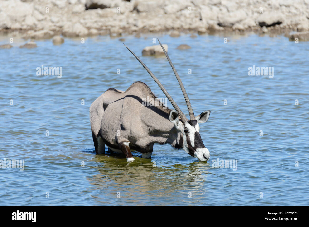 Wild oryx antelope in the African savannah Stock Photo - Alamy