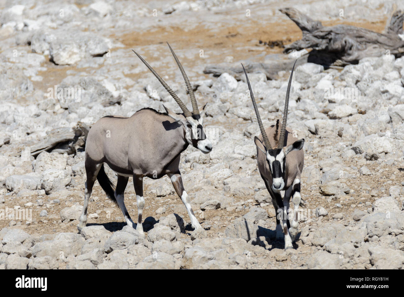 Wild oryx antelope in the African savannah Stock Photo - Alamy