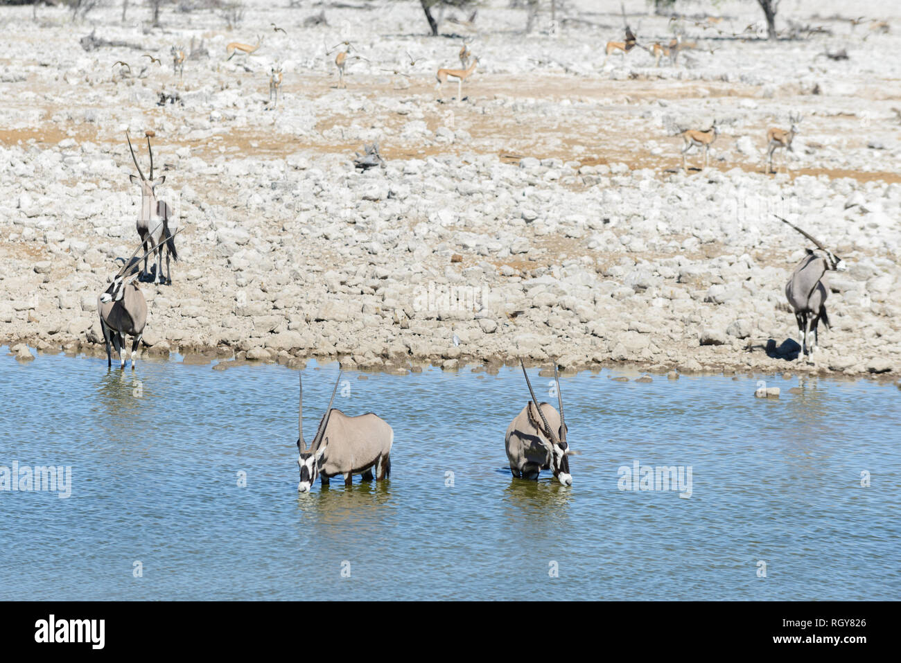 Wild oryx antelope in the African savannah Stock Photo - Alamy