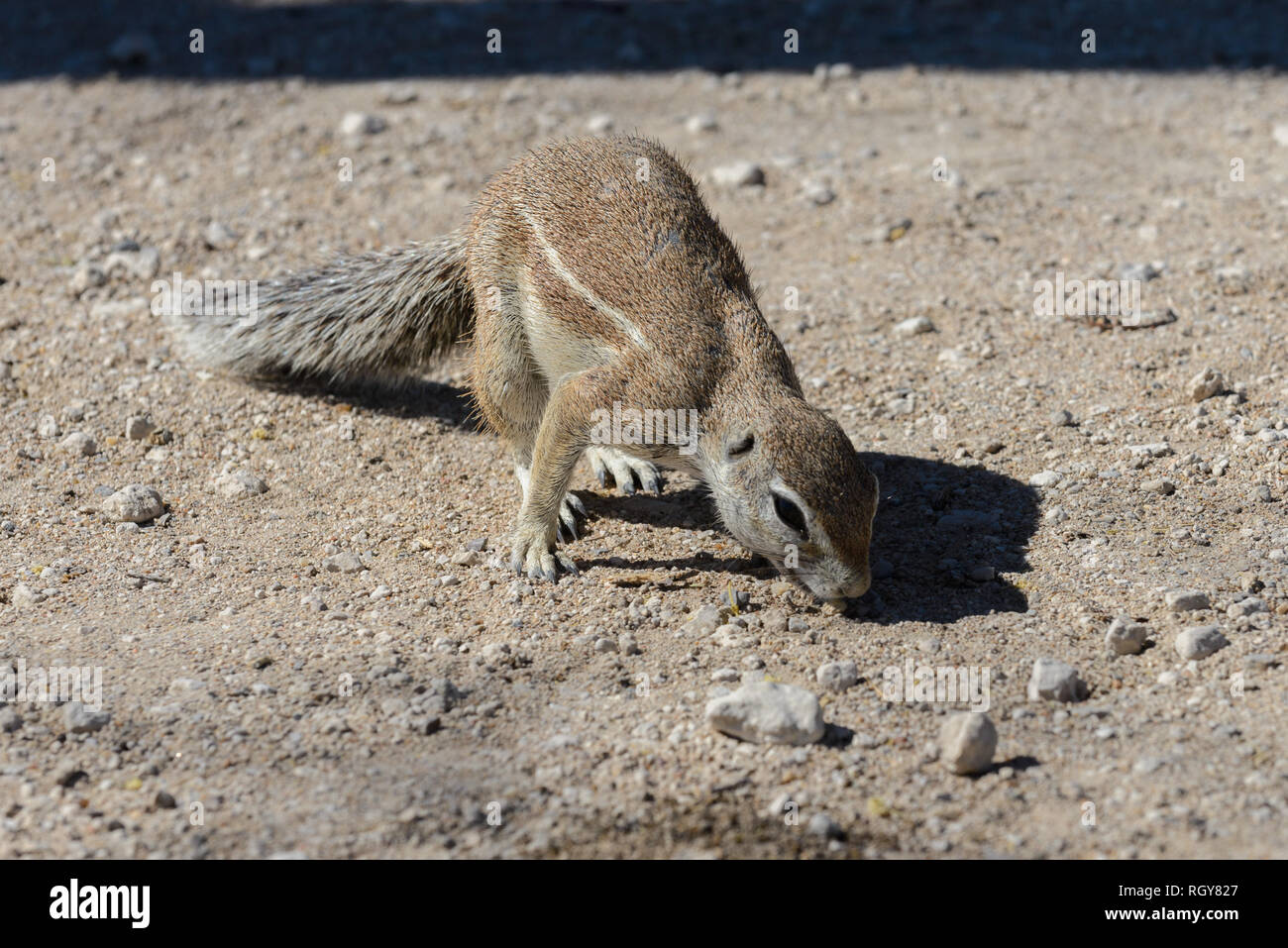 South African ground squirrel Xerus inauris sitting Stock Photo - Alamy