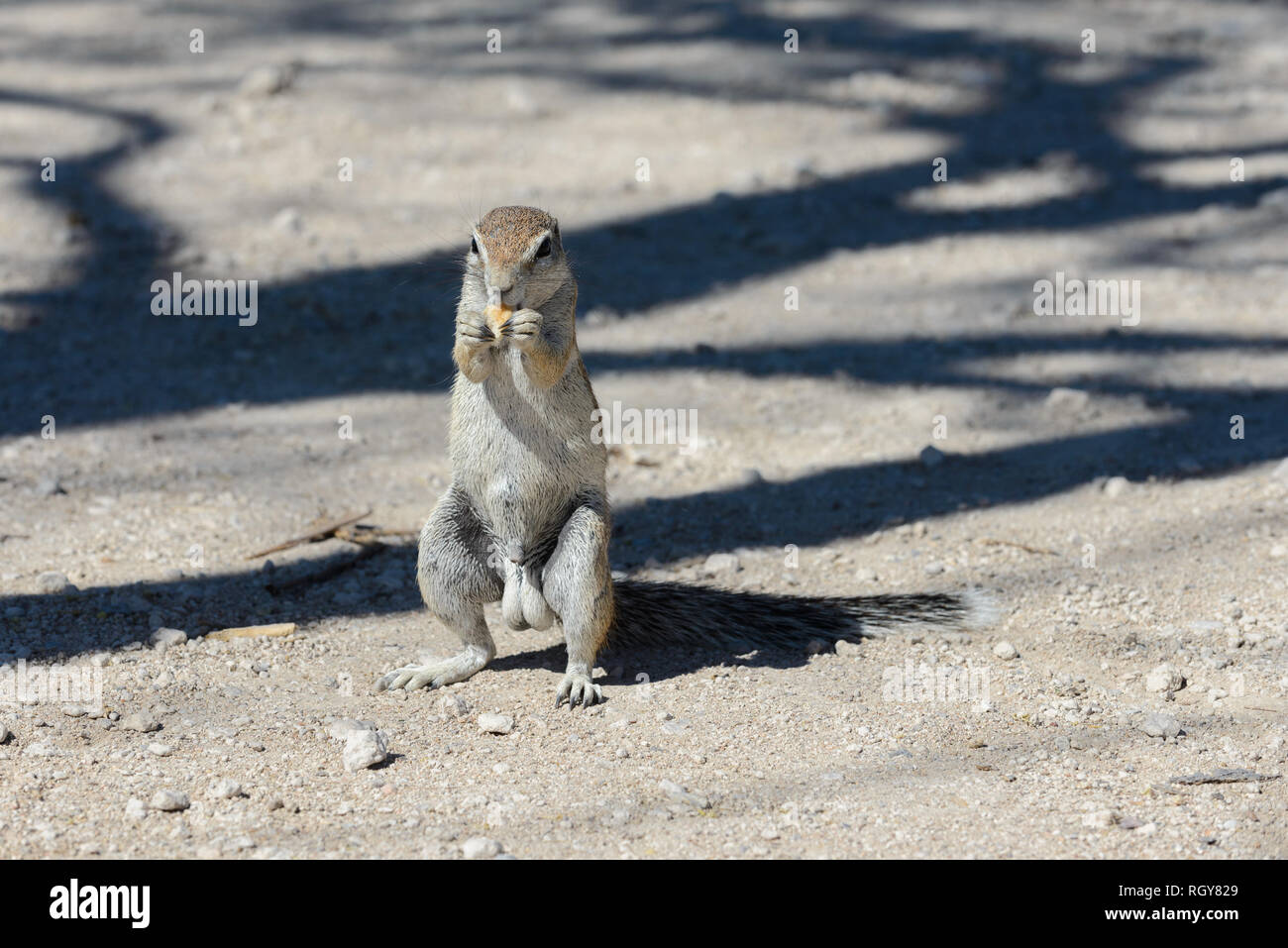 South African ground squirrel Xerus inauris sitting Stock Photo - Alamy