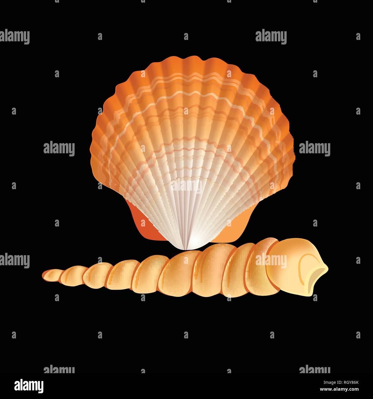 Scallop Seashell Vector. Realistic Scallops Shell Isolated On black ...