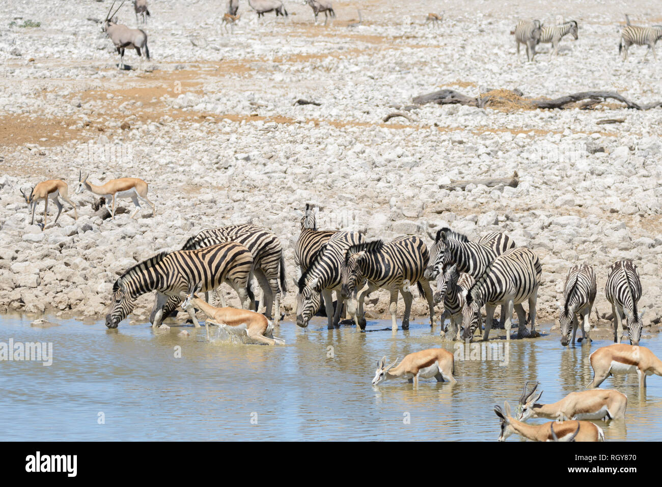 Animals Drinking Water A Automatic Animal Drinking Water Bowl,304